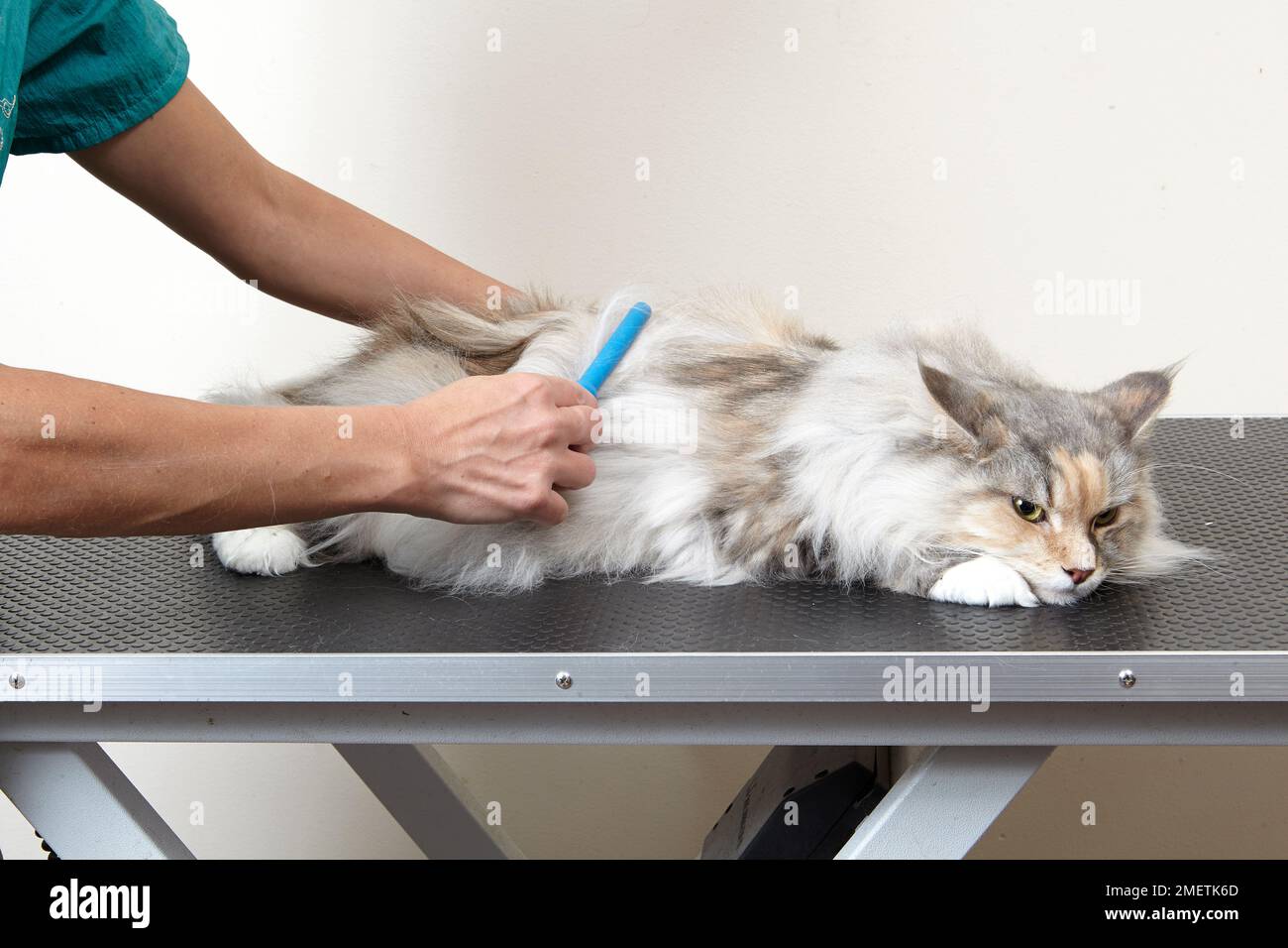 Female Maine Coon, grooming longhair cat using comb at grooming parlour ...