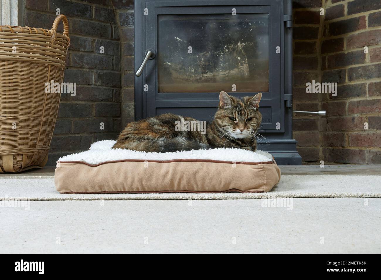 Tortie-tabby (tortoiseshell tabby) resting in front of log fire, old ...