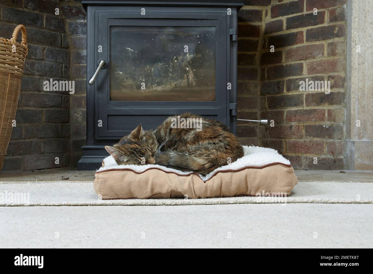 Tortie-tabby (tortoiseshell tabby) sleeping in front of log fire, old ...