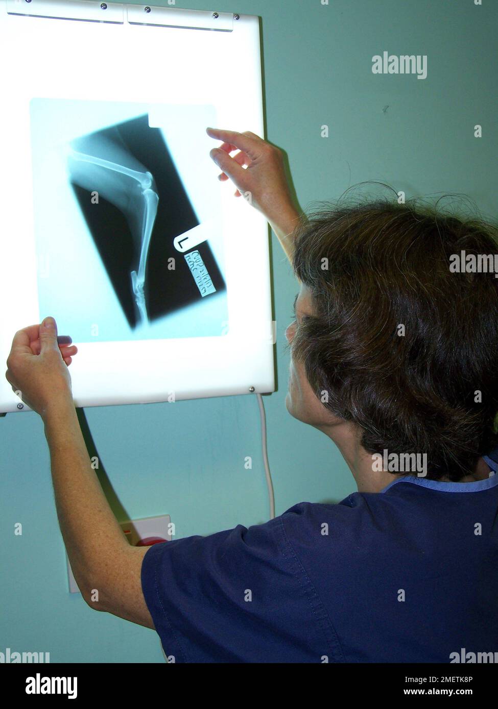 Vet looking at Radiograph of cat's leg Stock Photo - Alamy