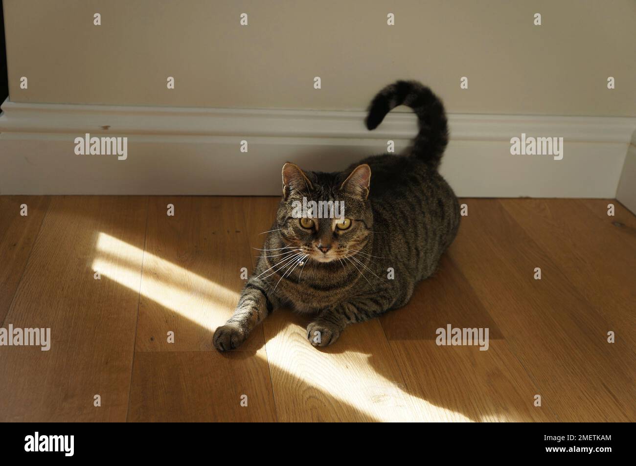 Tabby cat laying on wooden floor Stock Photo - Alamy