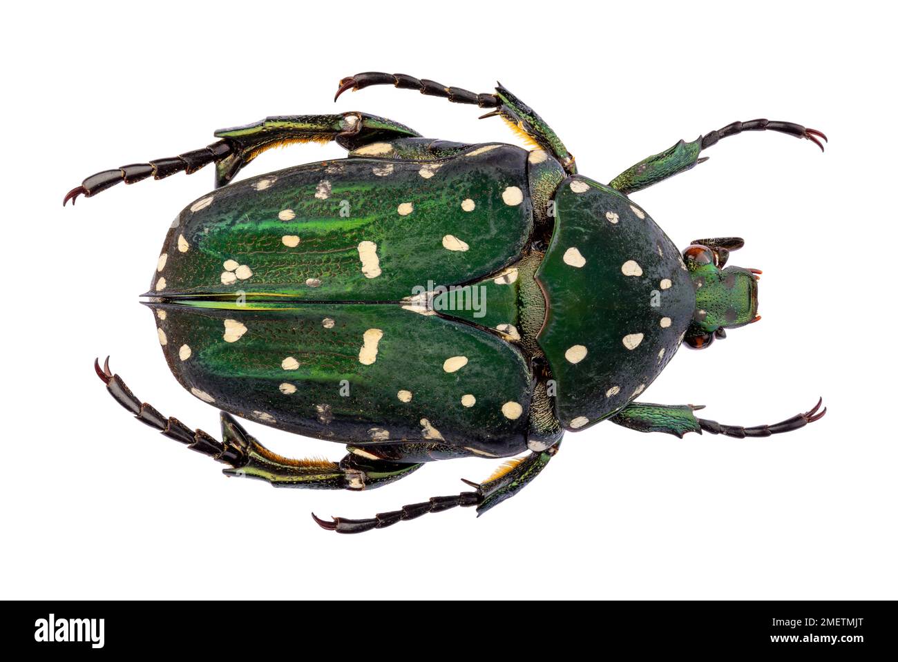 Exotic flower beetle Protaetia niveoguttata from Laos isolated on white ...