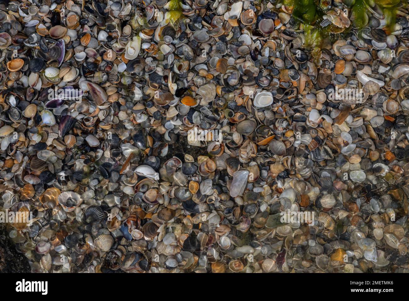 Sea shells on sand. Summer beach background. Top view Stock Photo - Alamy