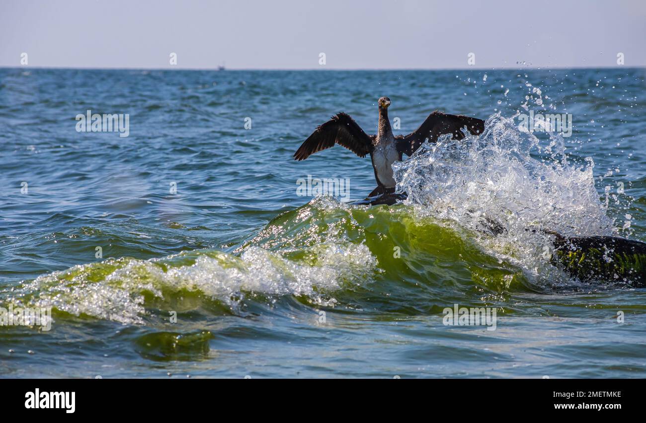 great cormorant sitting on a rock in the sea Stock Photo - Alamy