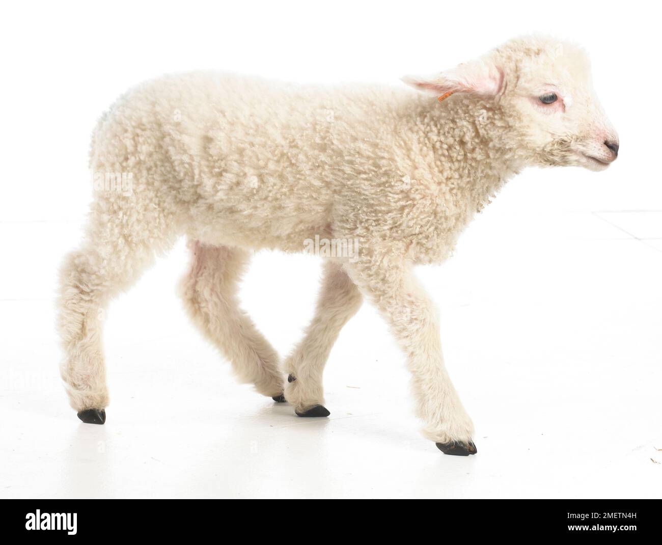 Lamb, Romney sheep, 4-week-old male Stock Photo - Alamy
