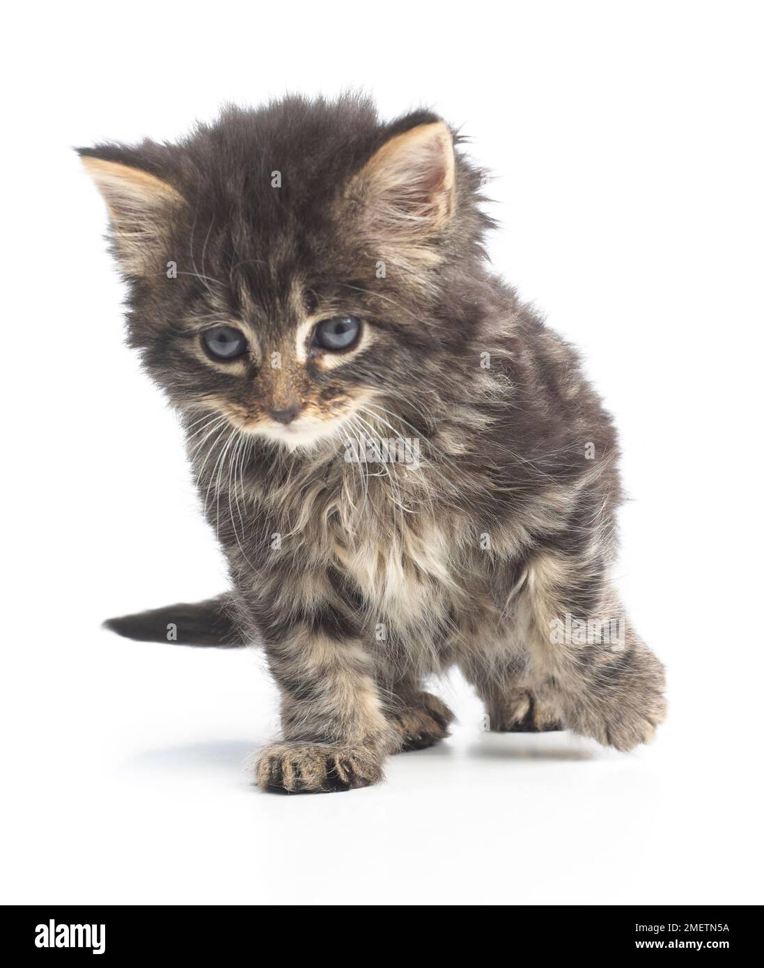 White old fluffy cat Cut Out Stock Images & Pictures - Alamy