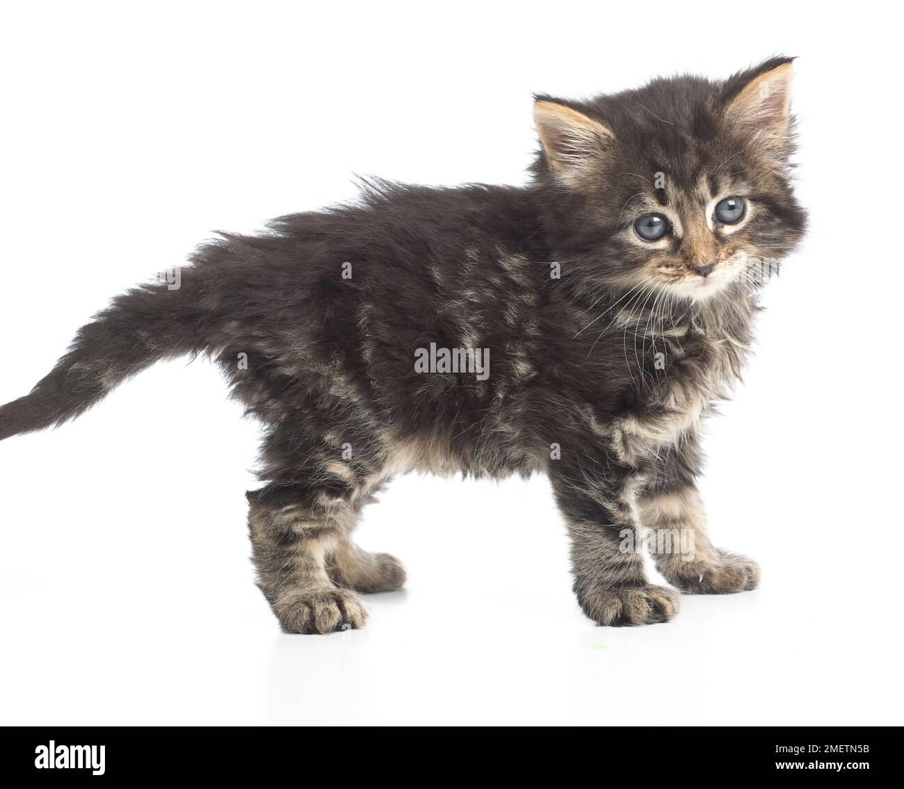 Brown kitty Cut Out Stock Images & Pictures - Alamy