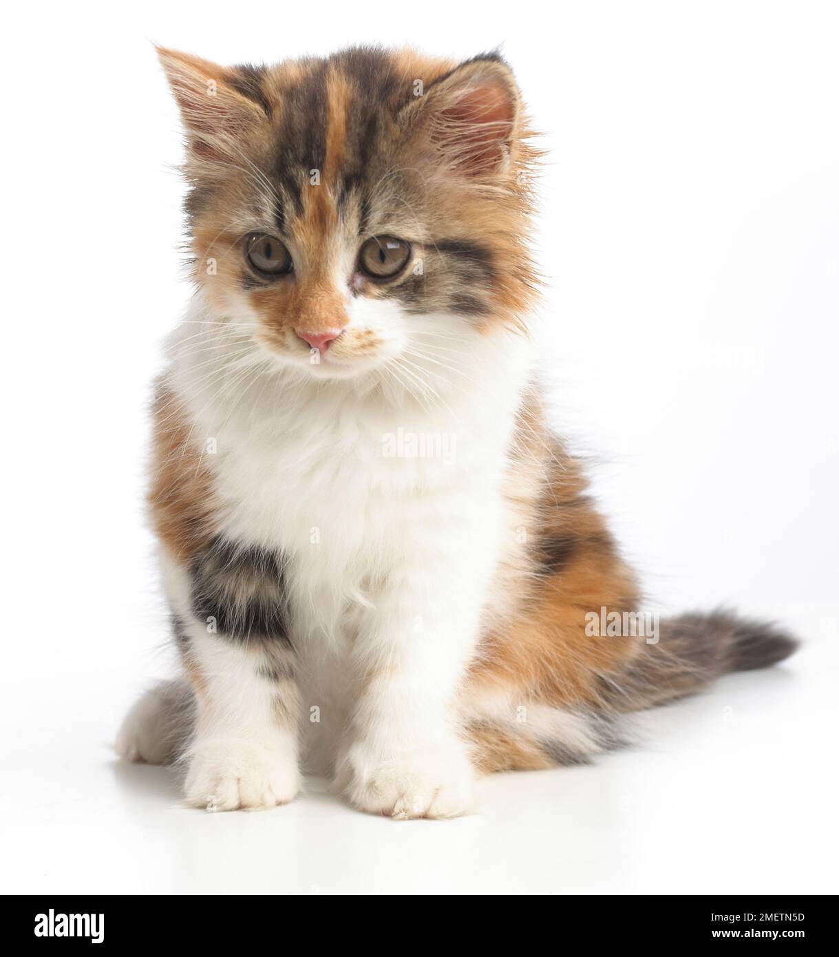 Close up shot tortoiseshell hi-res stock photography and images - Alamy