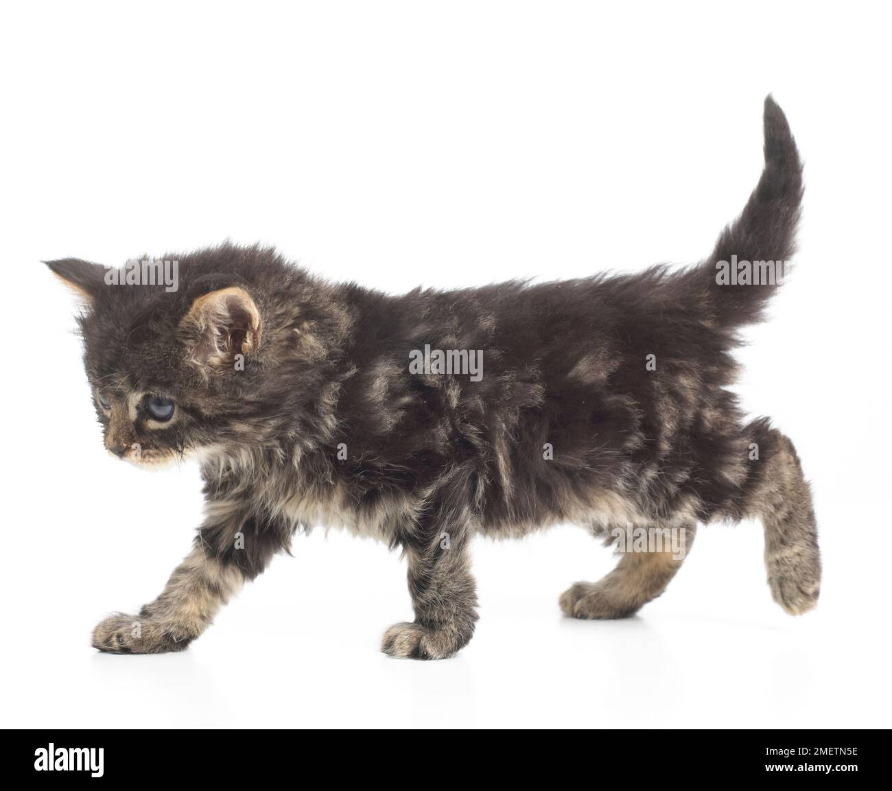 Vertical shot cute brown Cut Out Stock Images & Pictures - Alamy