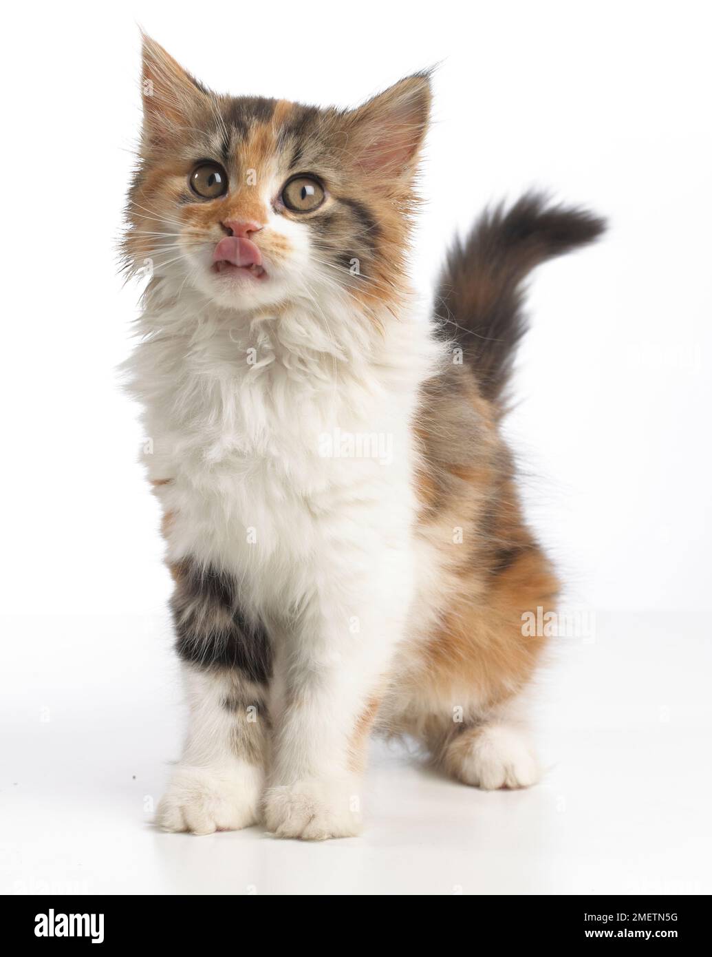 Tortoiseshell tricolour kitten, 10-week-old Stock Photo - Alamy