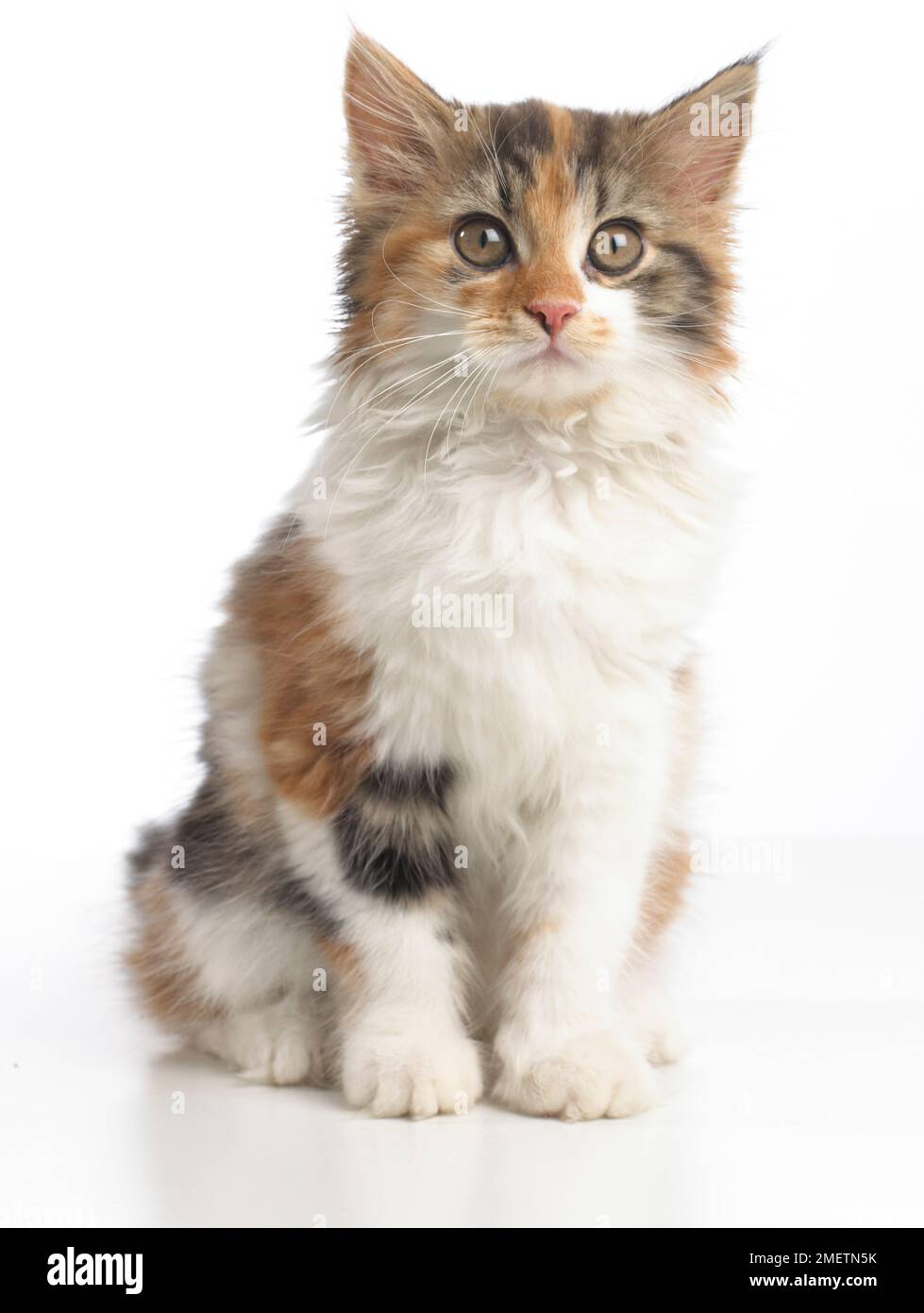 Tortoiseshell tricolour kitten, 10-week-old Stock Photo - Alamy