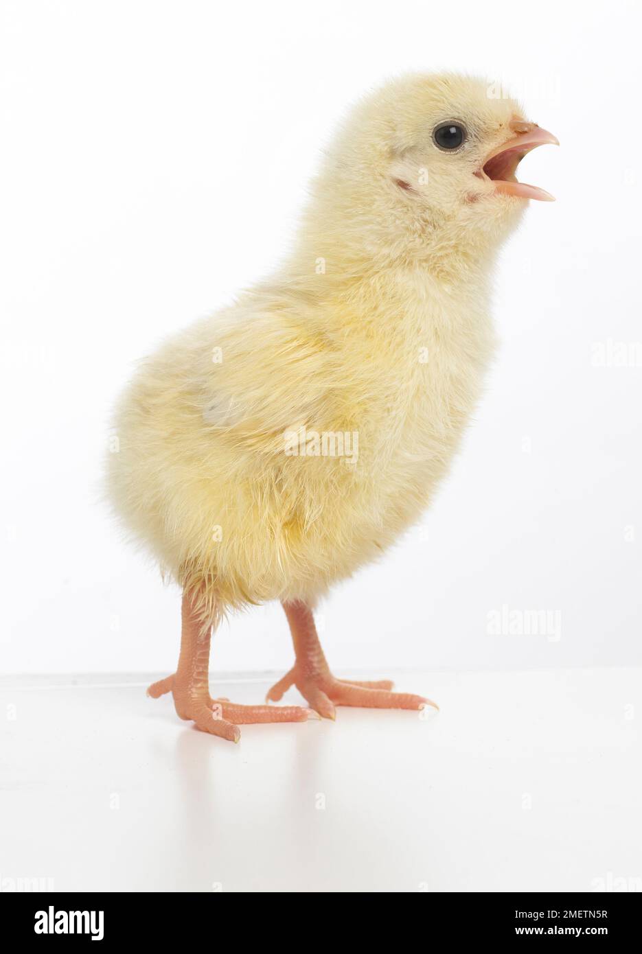 Chirping bird chick hi-res stock photography and images - Alamy
