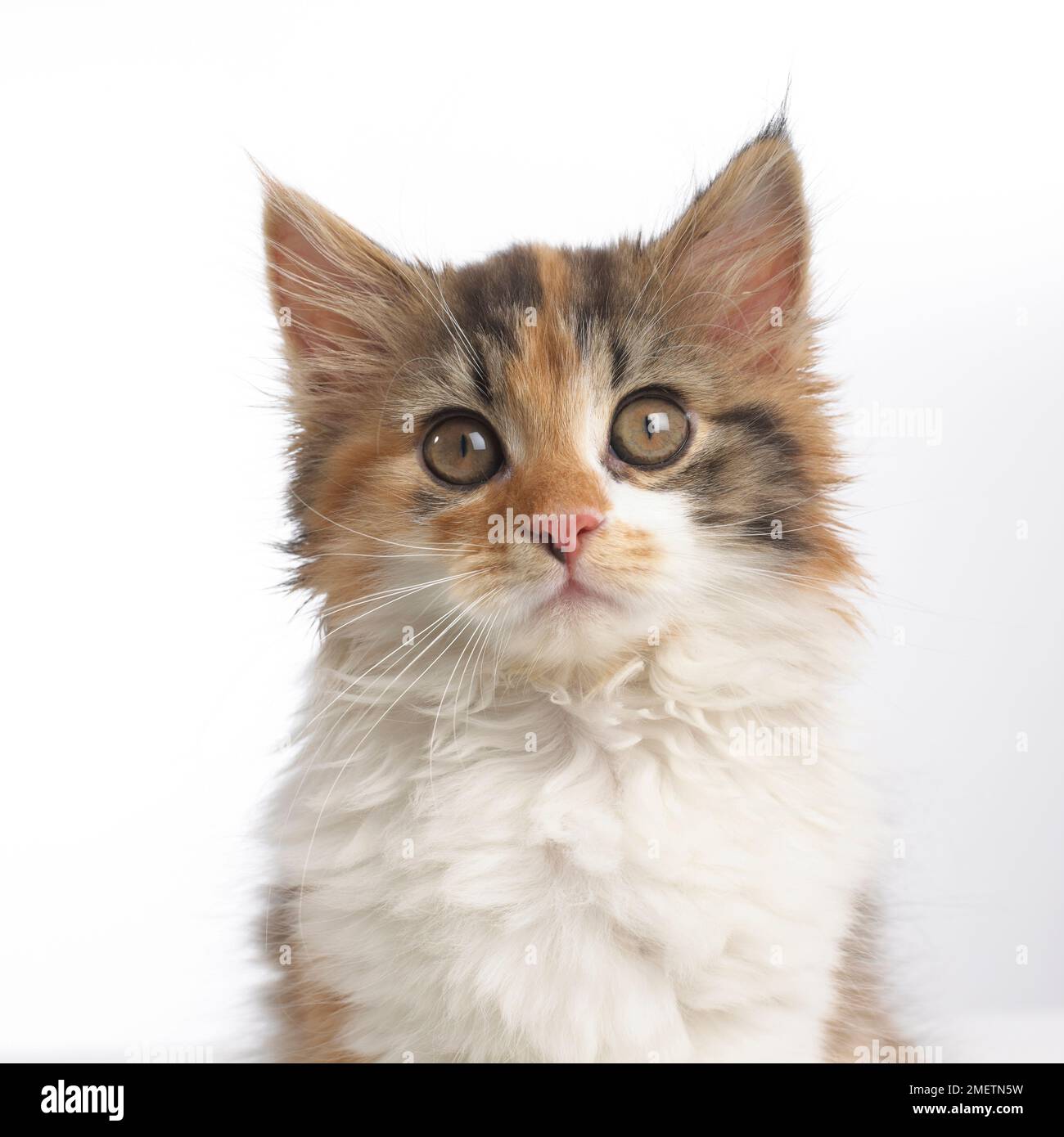 10 week old kitten hi-res stock photography and images - Alamy