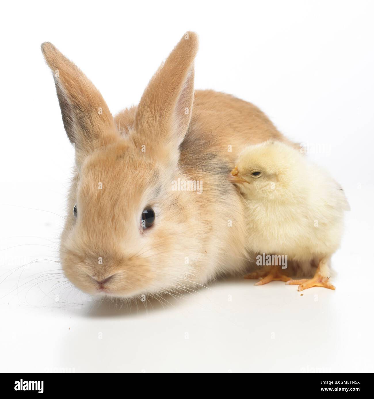 Chick and rabbit hi-res stock photography and images - Alamy