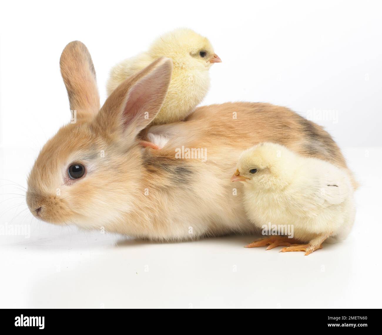 Young Dwarf Lop Rabbit and two chicks Stock Photo - Alamy