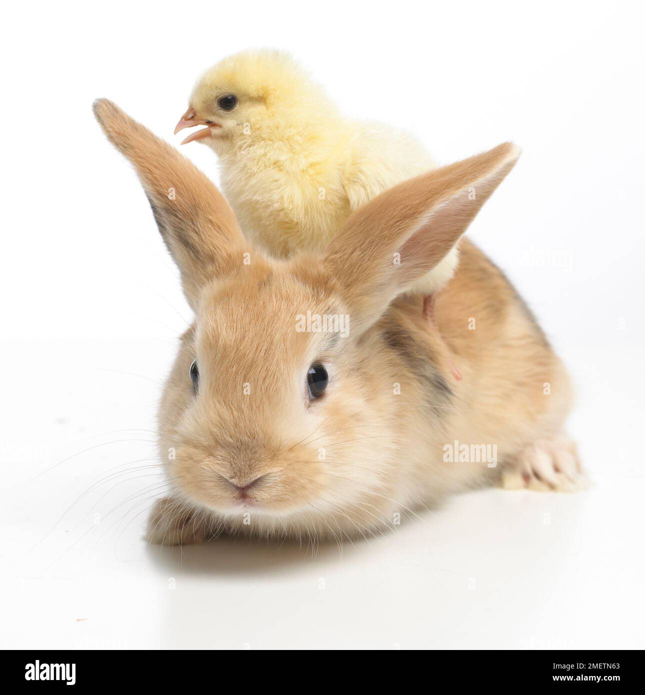 Young Dwarf Lop Rabbit and chick Stock Photo - Alamy