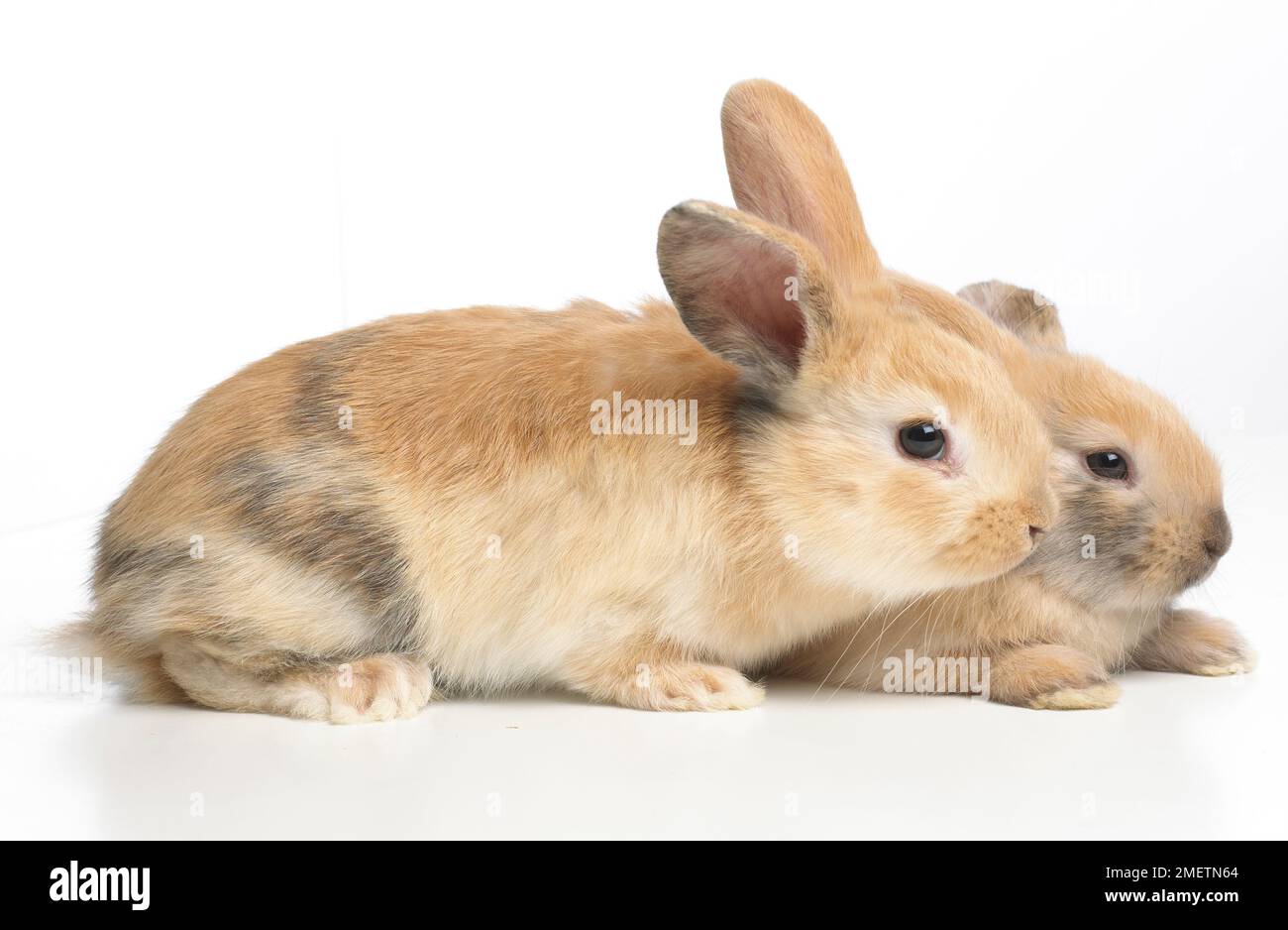 Young Dwarf Lop rabbits, 4-week-old Stock Photo - Alamy