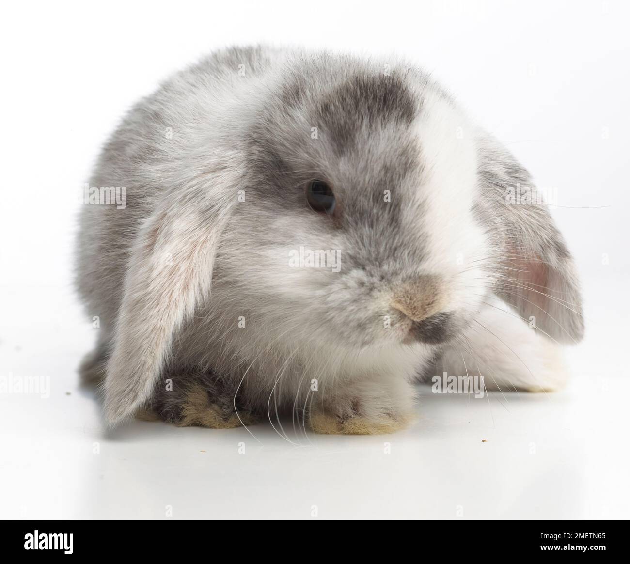 Mini lop rabbit hi-res stock photography and images - Alamy