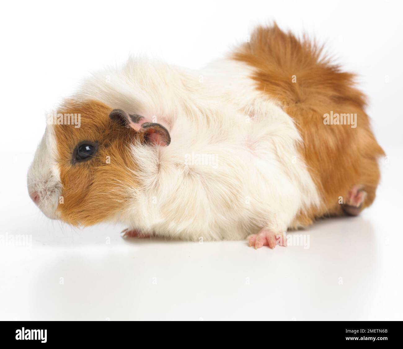 Guinea pig, Abyssinian guinea pigs, young Abyssinian guinea pigs Stock ...