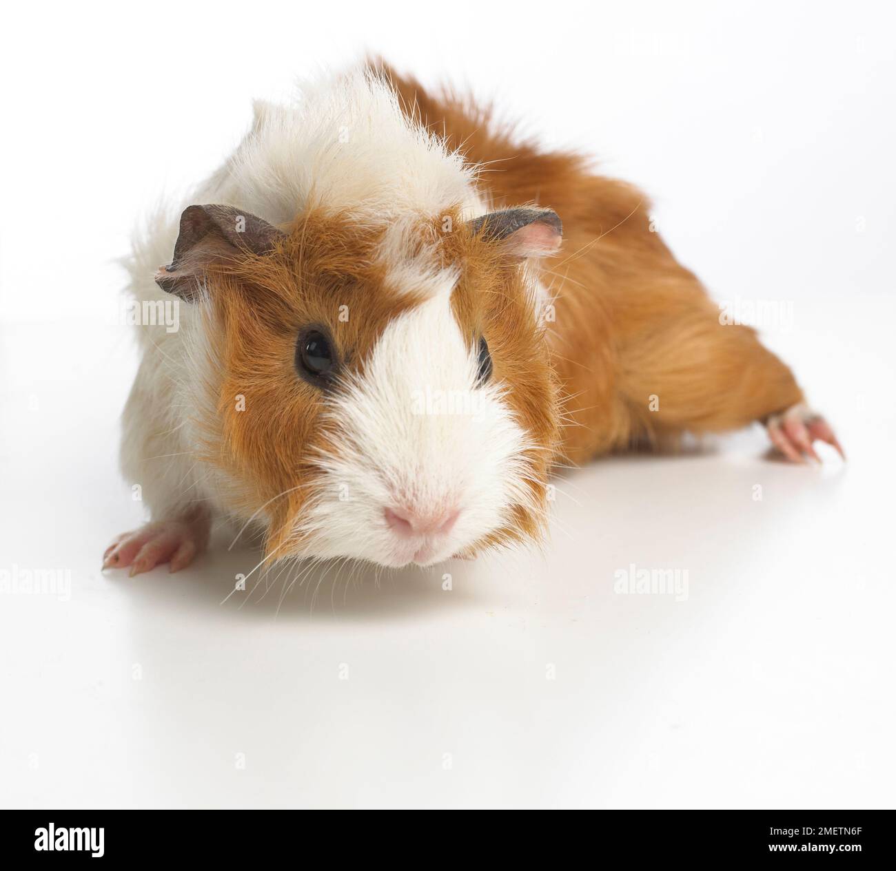 Guinea pig, Abyssinian guinea pigs, young Abyssinian guinea pigs Stock ...