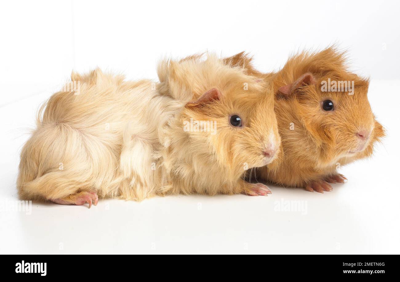 Abyssinian guinea pigs hi-res stock photography and images - Alamy
