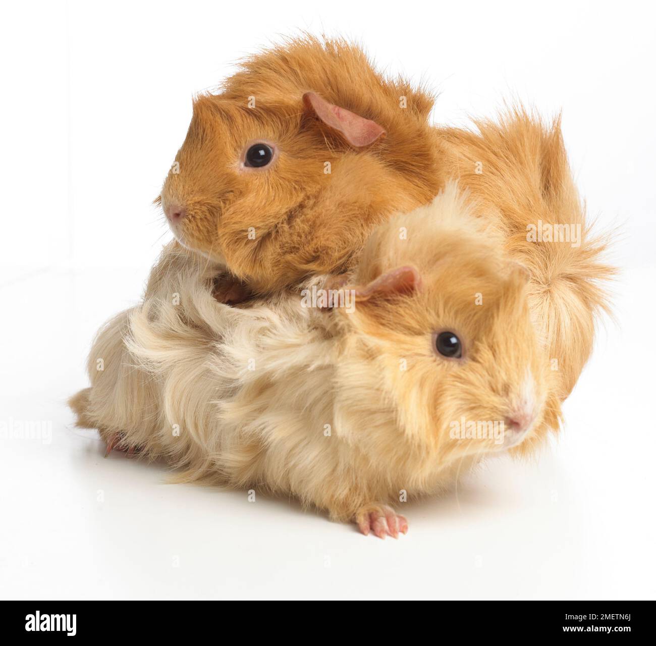Guinea pigs, Abyssinian guinea pigs, young Abyssinian guinea pigs Stock ...
