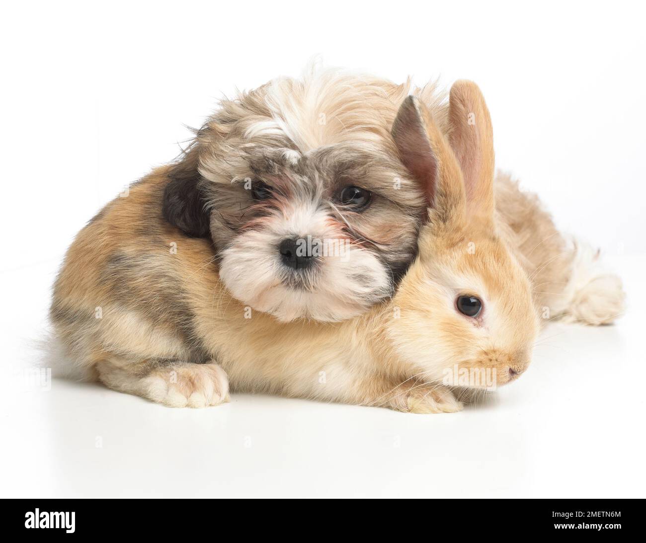 Young Dwarf Lop Rabbit and Shih Tzu puppy resting together Stock Photo ...