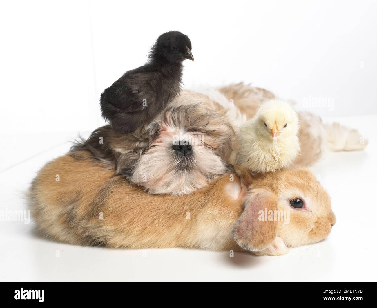 Young Dwarf Lop Rabbit, Shih Tzu puppy and chicks resting together ...