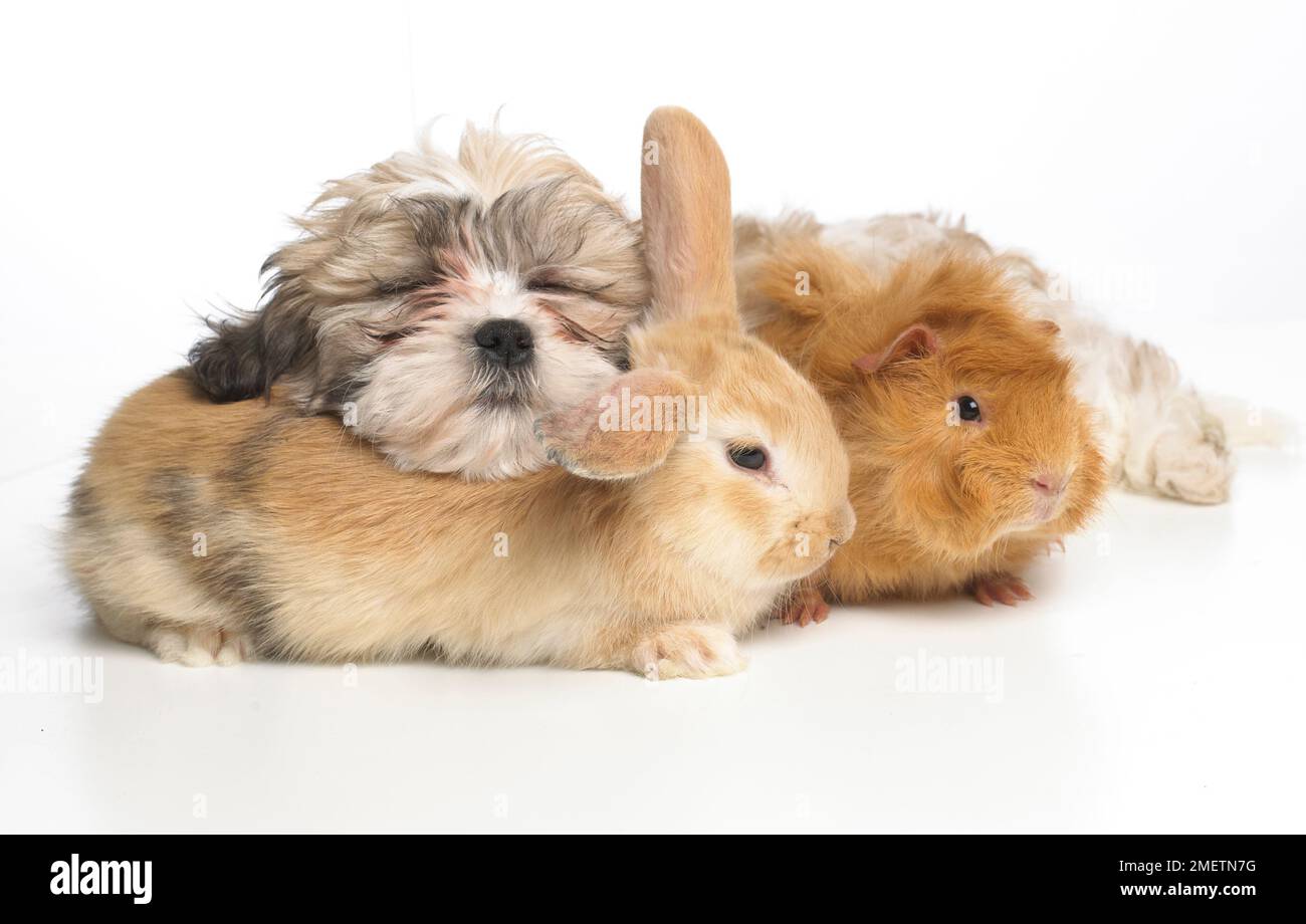 Young Dwarf Lop rabbit, Abyssinian guinea pig, and Shih Tzu puppy ...