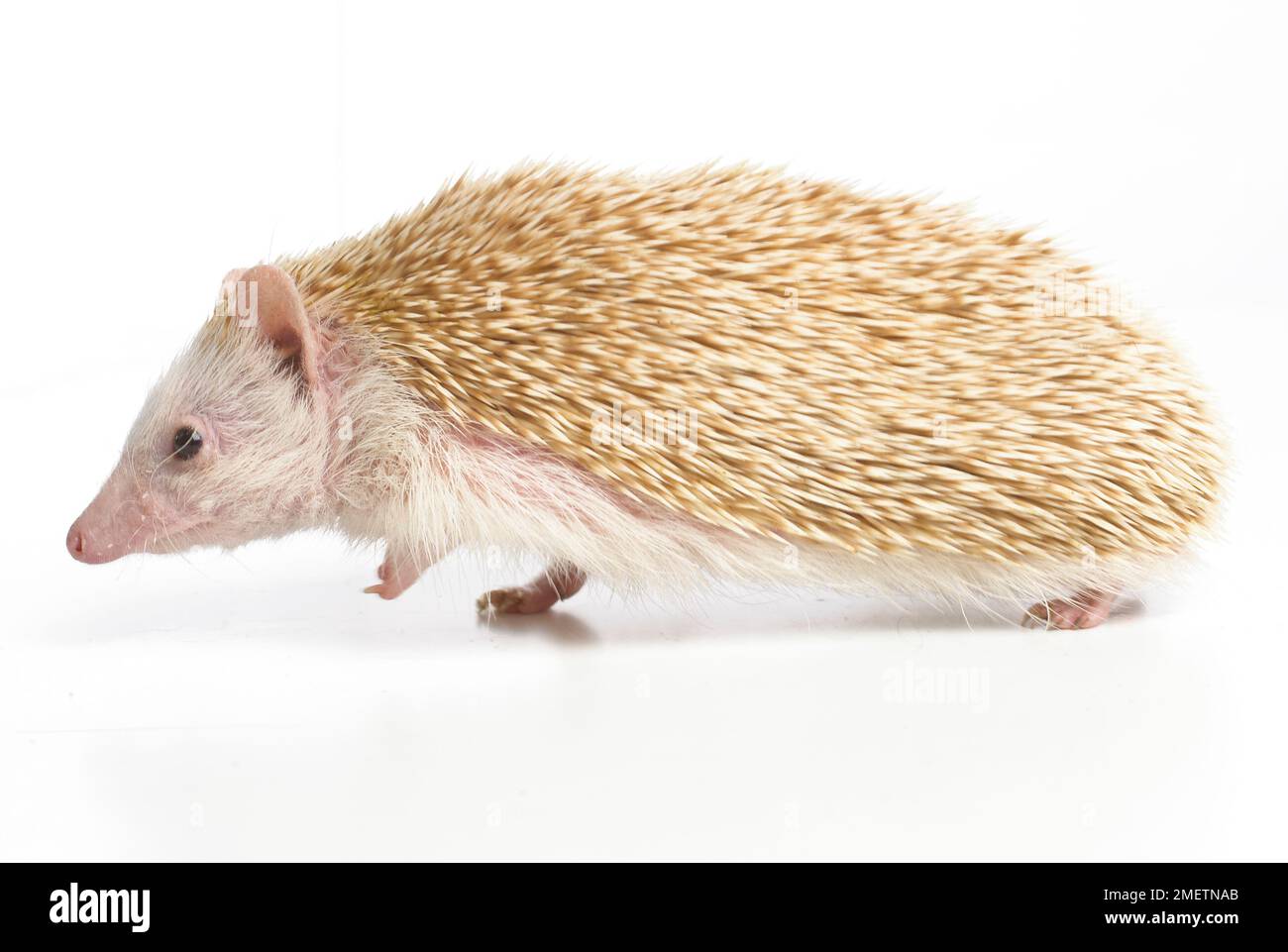 Four-toed hedgehog, African pygmy hedgehog (Atelerix albiventris), pet ...
