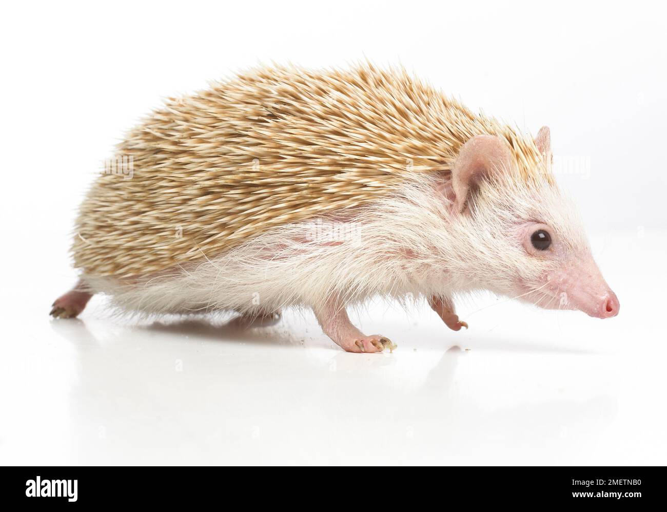 Four-toed hedgehog, African pygmy hedgehog (Atelerix albiventris), pet ...