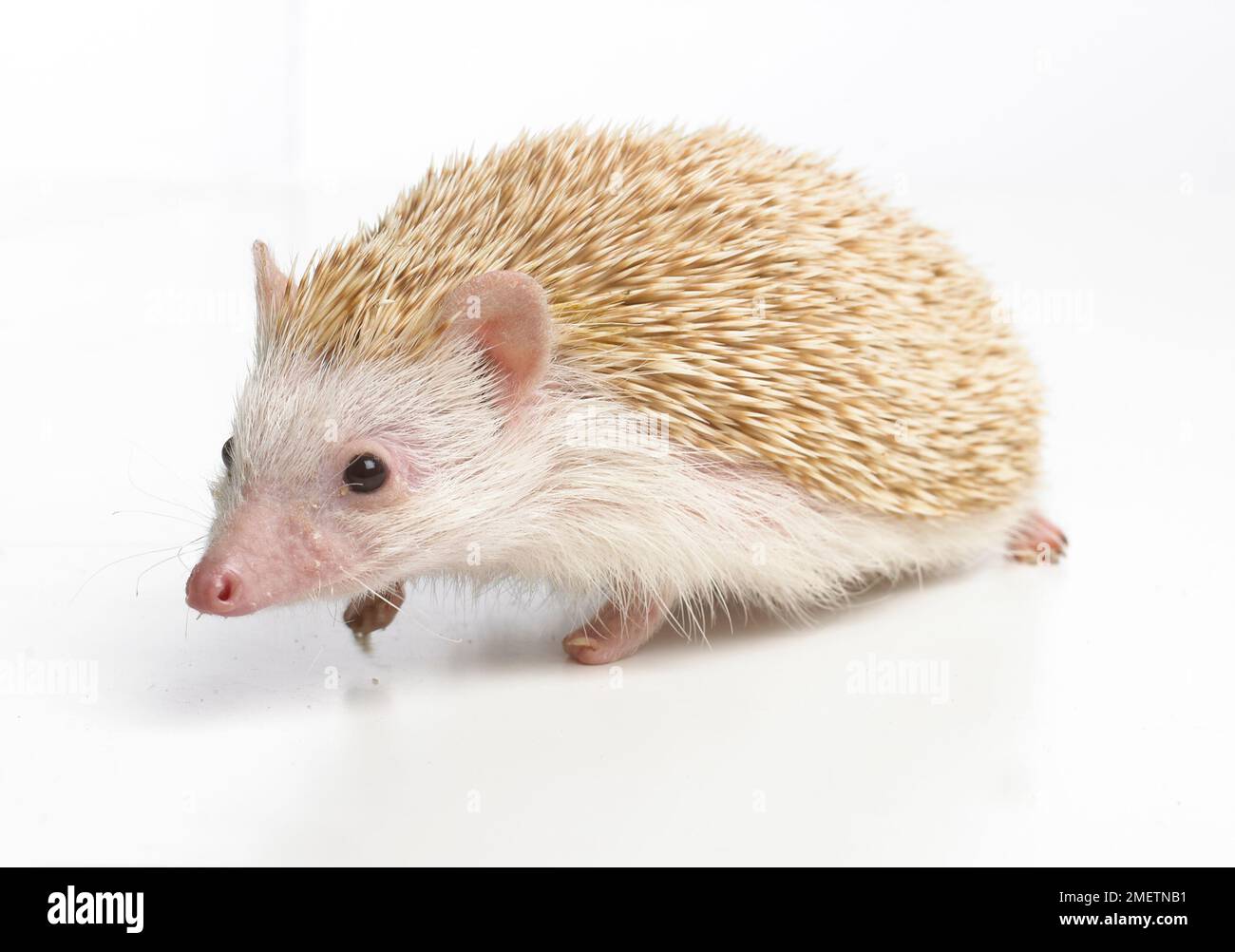 Four-toed hedgehog, African pygmy hedgehog (Atelerix albiventris), pet ...