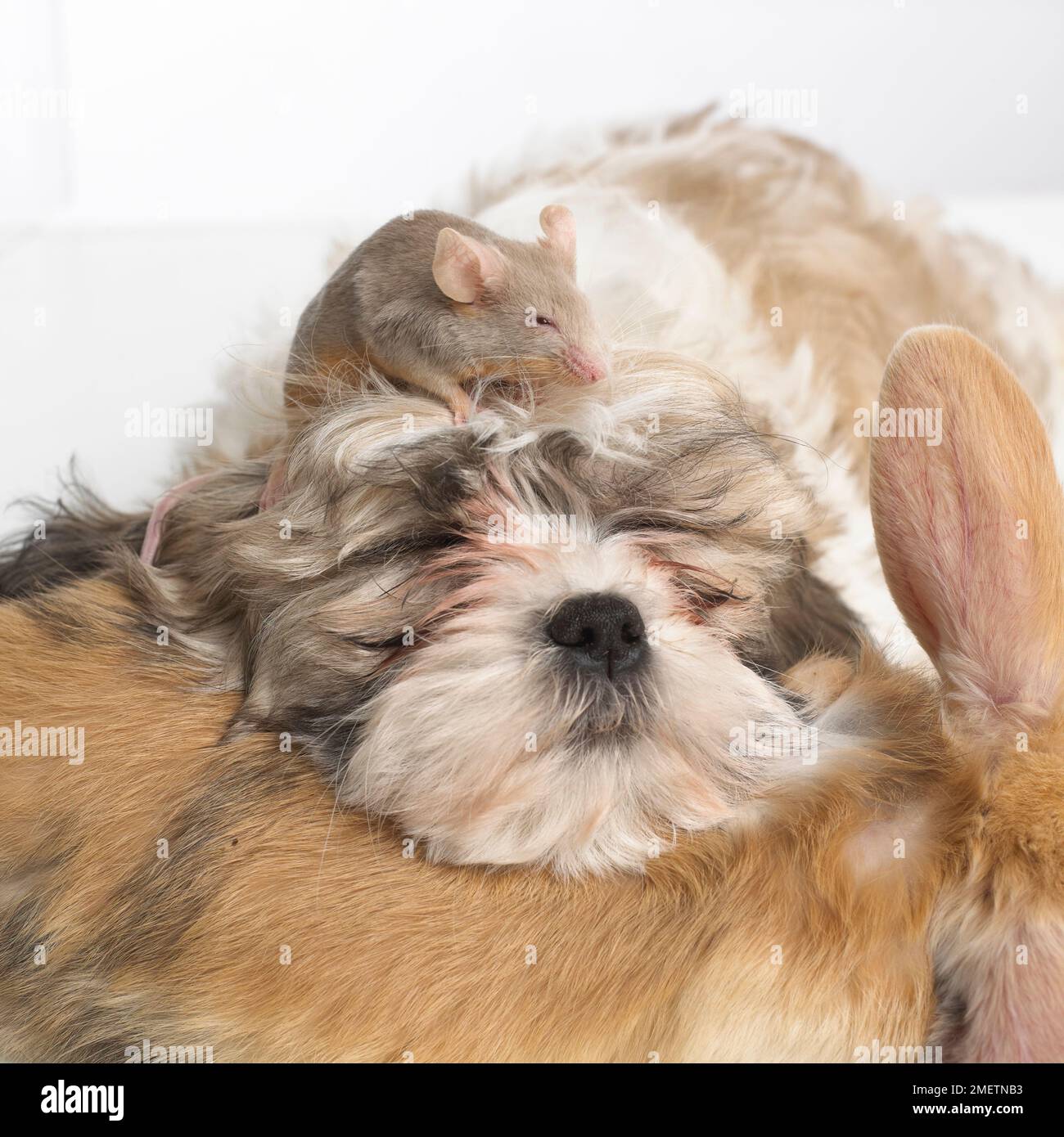 Shih Tzu puppy, young Dwarf Lop rabbit and fancy mouse resting together ...