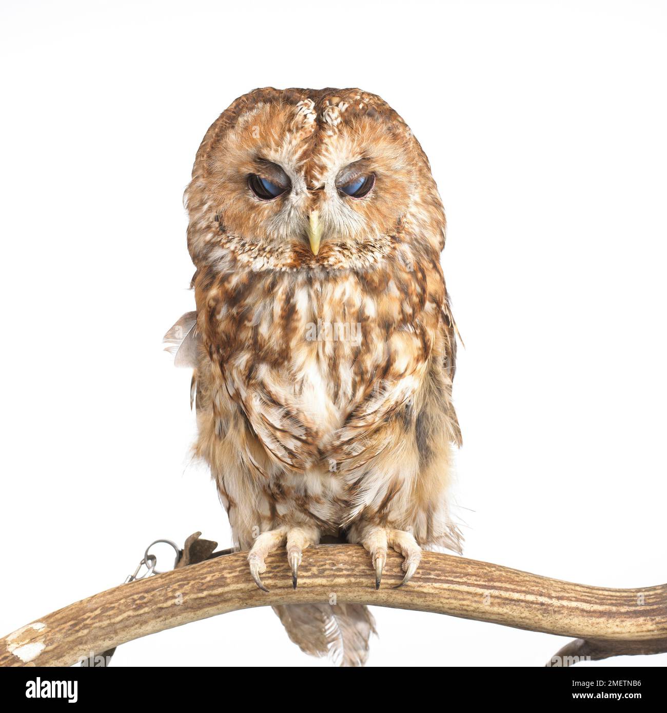 Tawny Owl (Strix aluco), young Stock Photo - Alamy