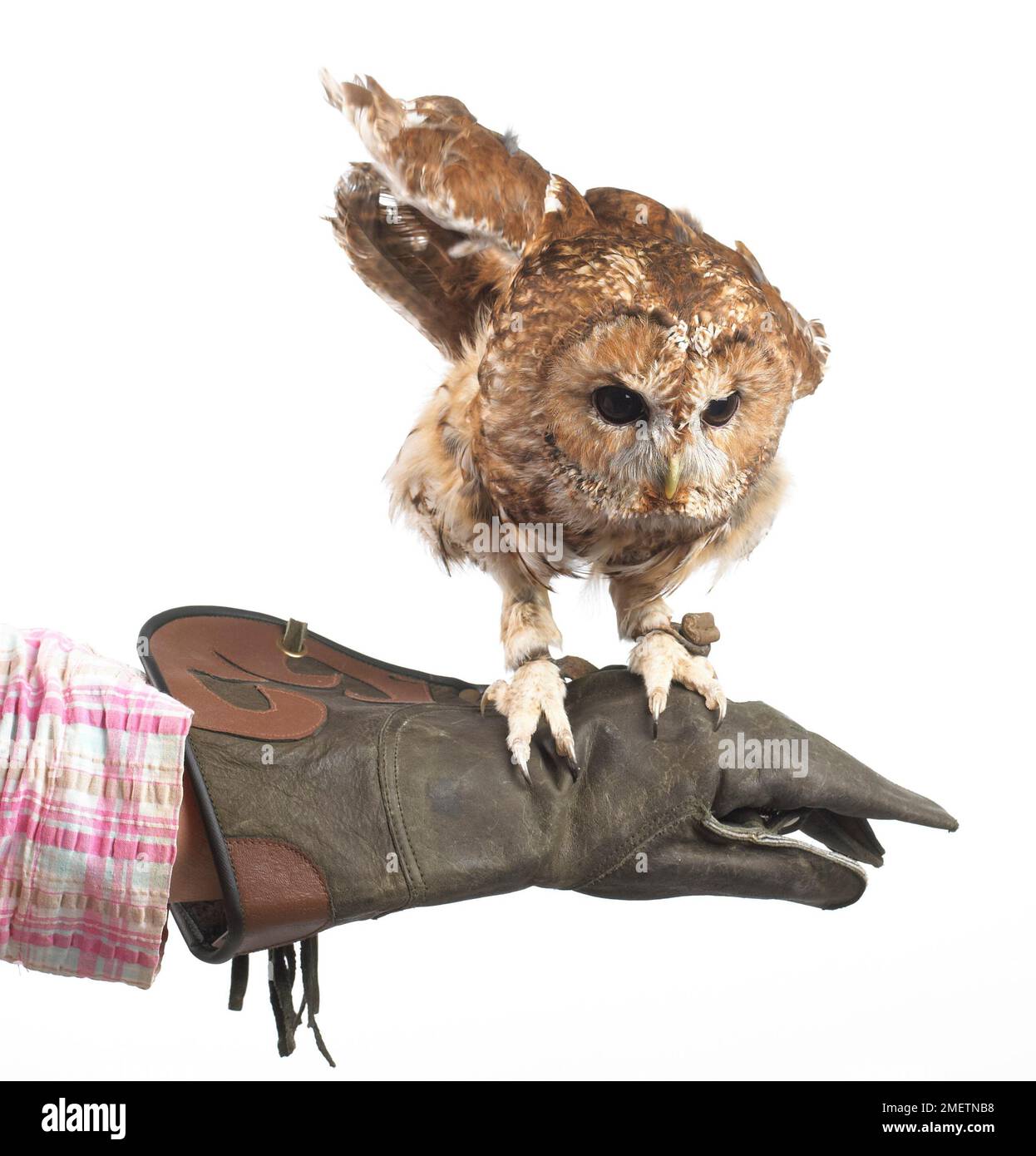 Tawny Owl (Strix aluco), young Stock Photo - Alamy