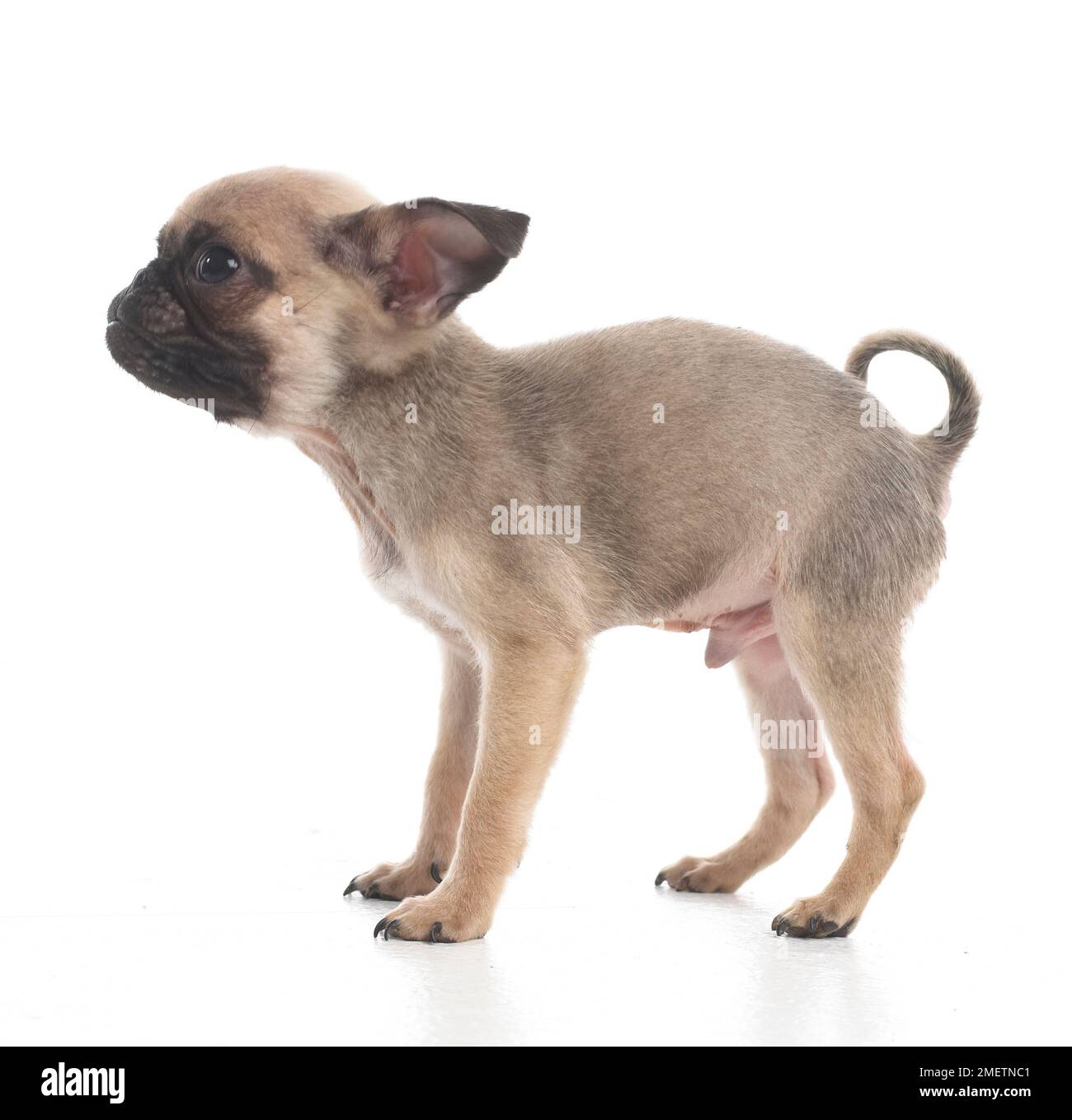 Profile view of pug Cut Out Stock Images & Pictures - Alamy