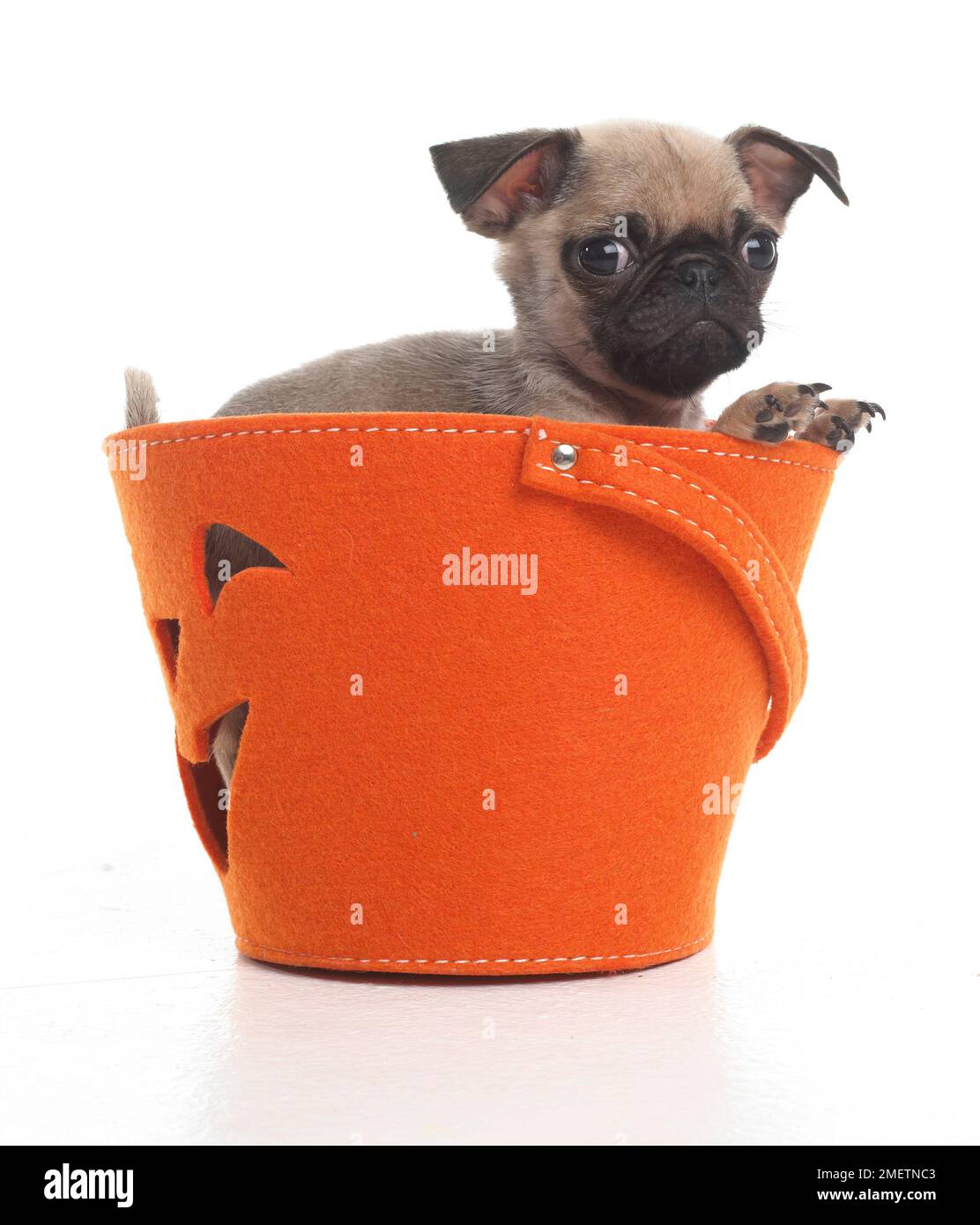 Pug puppy in orange basket, 7-week-old Stock Photo - Alamy