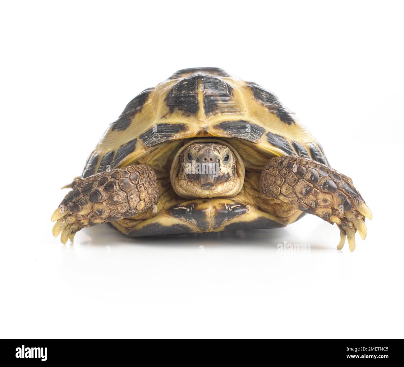 Horsfields tortoise Cut Out Stock Images & Pictures - Alamy