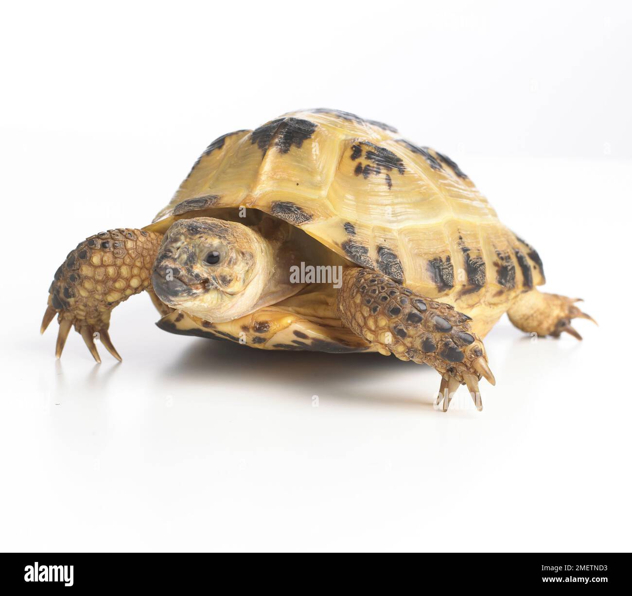 Young Horsefields Tortoise, Russian Tortoise (Agrionemys horsfieldii ...