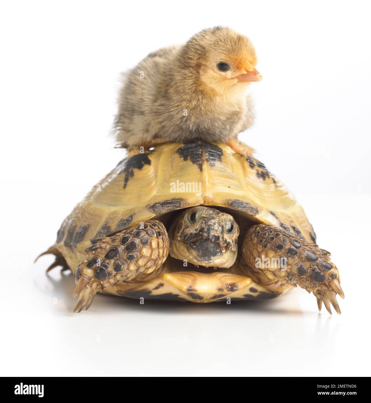 Pekin chick sitting on top of young Horsefields Tortoise, Russian ...