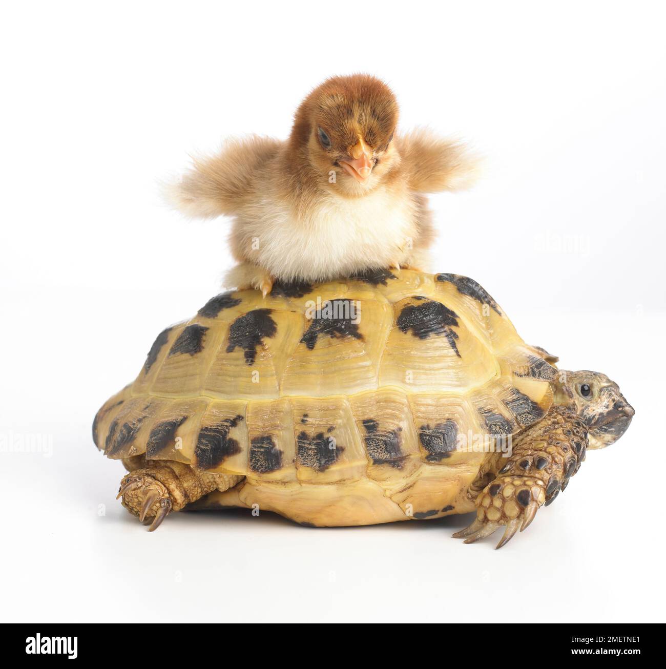 Pekin chick sitting on top of young Horsefields Tortoise, Russian ...
