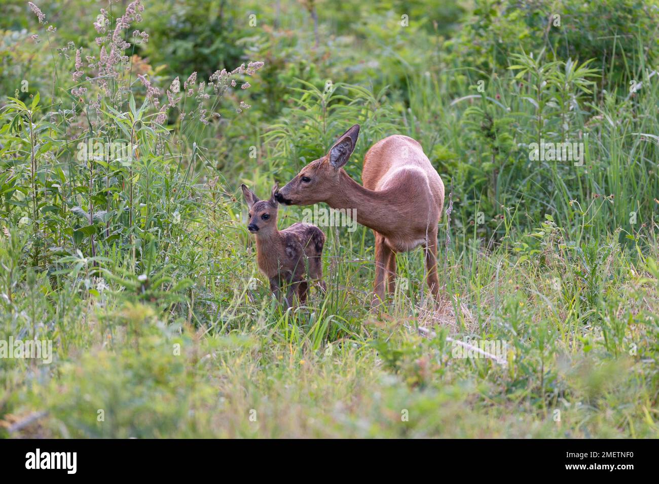 European roe deer (Capreolus capreolus), doe with fawn in tall grass ...
