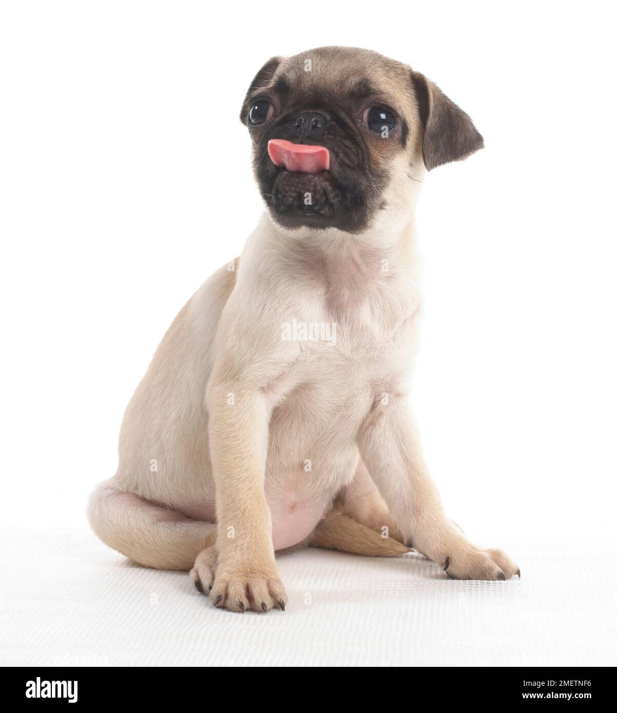 Close up nose domestic Cut Out Stock Images & Pictures - Alamy