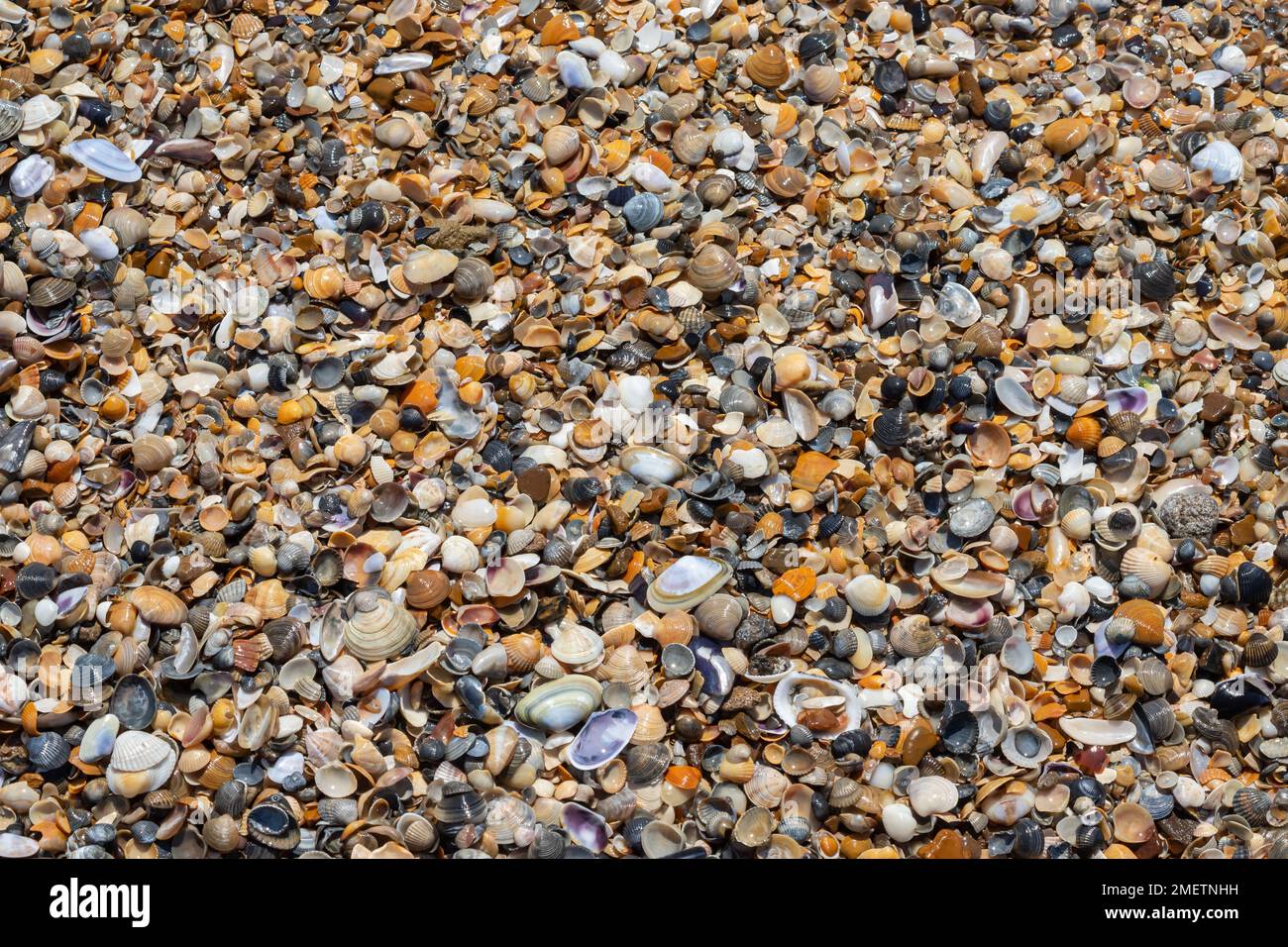 Sea shells on sand. Summer beach background. Top view Stock Photo - Alamy