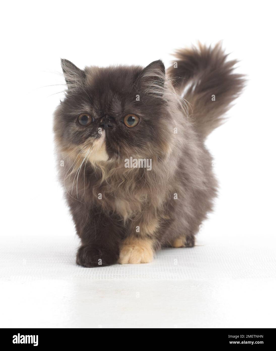 Brown longhair kitten, Persian kitten, 20-week-old Stock Photo - Alamy