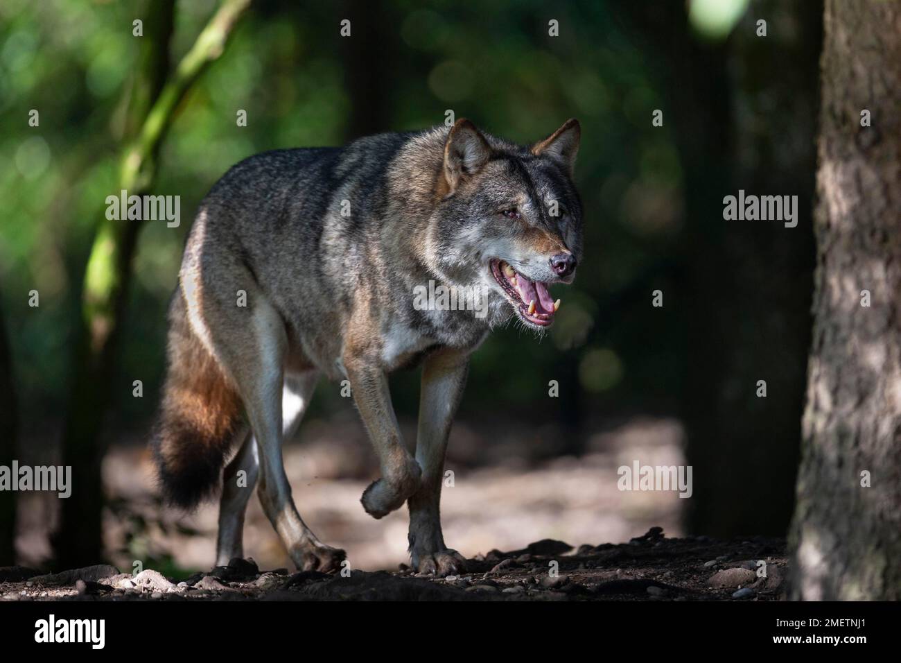 European gray wolf (Canis lupus) captive, Bavaria, Germany Stock Photo ...