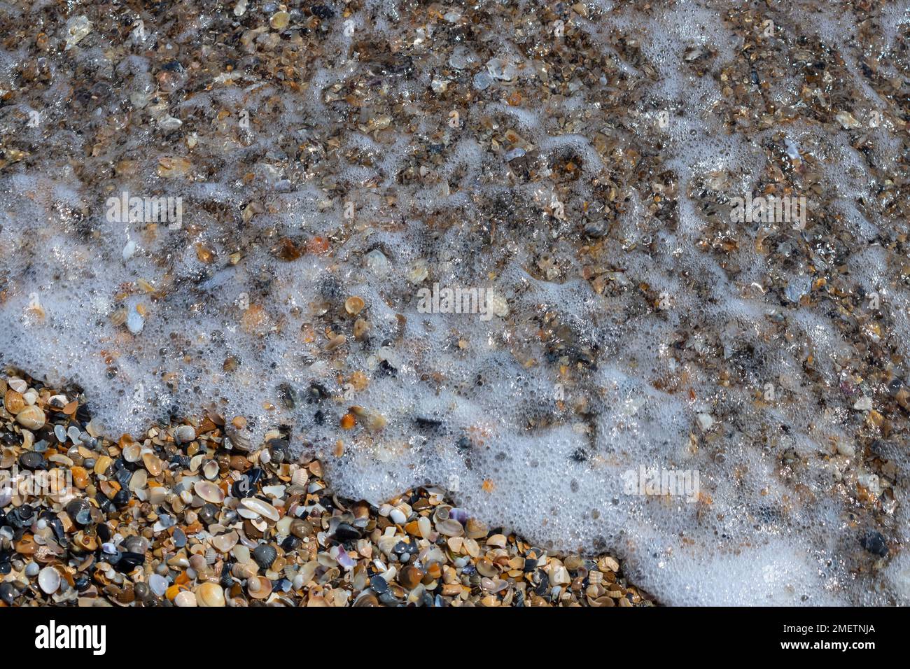 Sea shells on sand. Summer beach background. Top view Stock Photo - Alamy