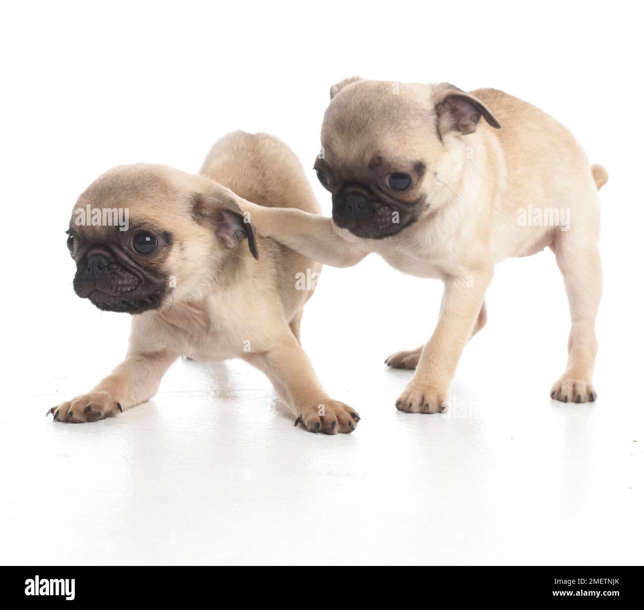 Pug puppies, 7-week-old Stock Photo - Alamy