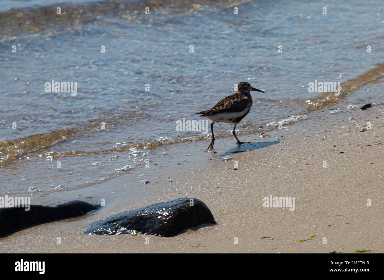 A Dunlin is walking on the beach. Also known as a Red-backed Sandpiper ...
