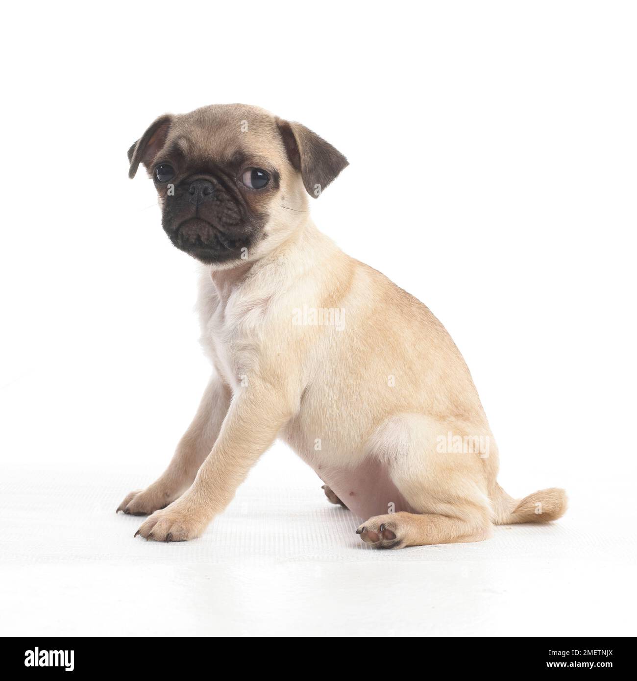 Pug puppy, 7-week-old Stock Photo - Alamy